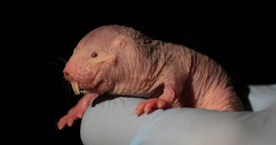 Naked Mole Rat [ตุ่นหนูไร้ขน]