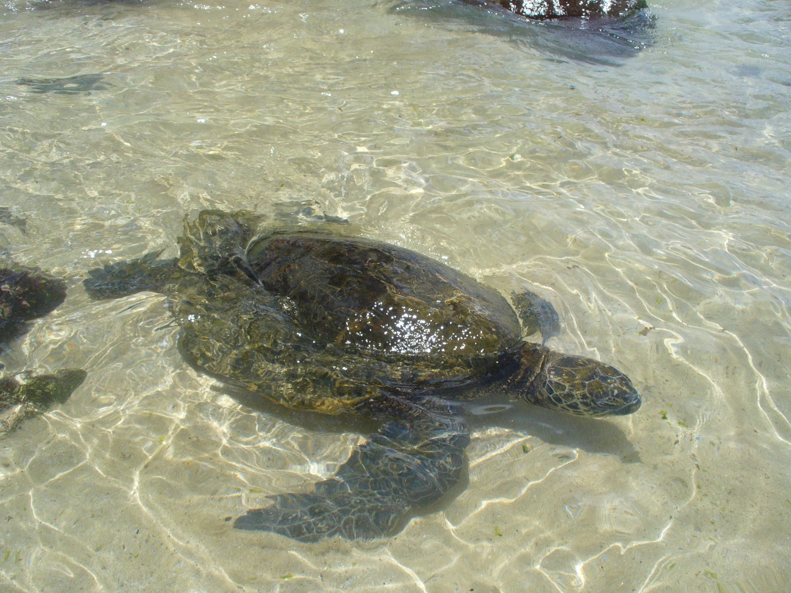 MORE KIDS THAN SUITCASES: The Turtles of Laniakea Beach