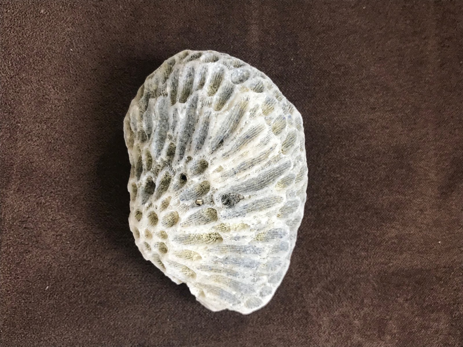 Palmers in Tonga: Seashells