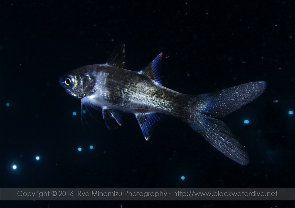 Black Water Dive® - ブラックウォーターダイブ: Juvenile of Polydactylus sp.(Family ...
