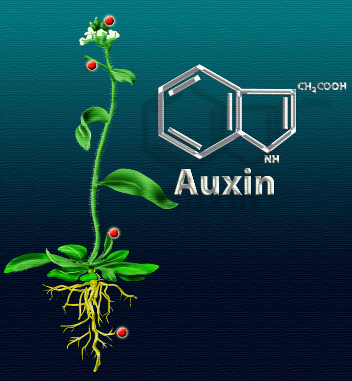 Arti Penting Hormon Auksin Bagi Tanaman | Mikrobiologi Pertanian