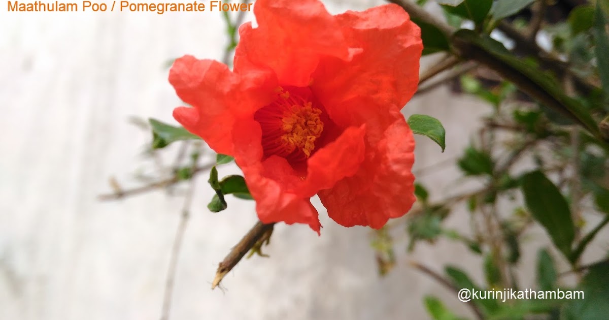 Flowers from My Cam: 26. Maathulam Poo / Pomegranate Flower ~ Kurinji ...