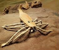 Noticias de Paleontologia: Megarachne servinei. La araña mas grande del ...