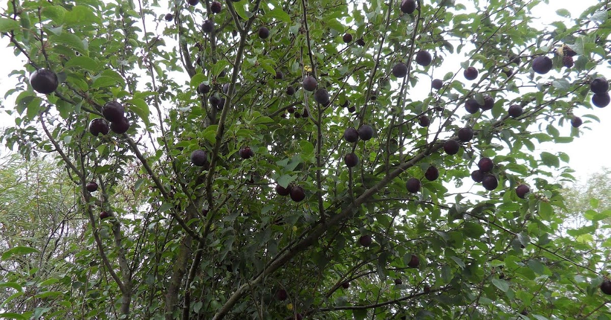I Found A Tree Full Of Plums | Magic Nature
