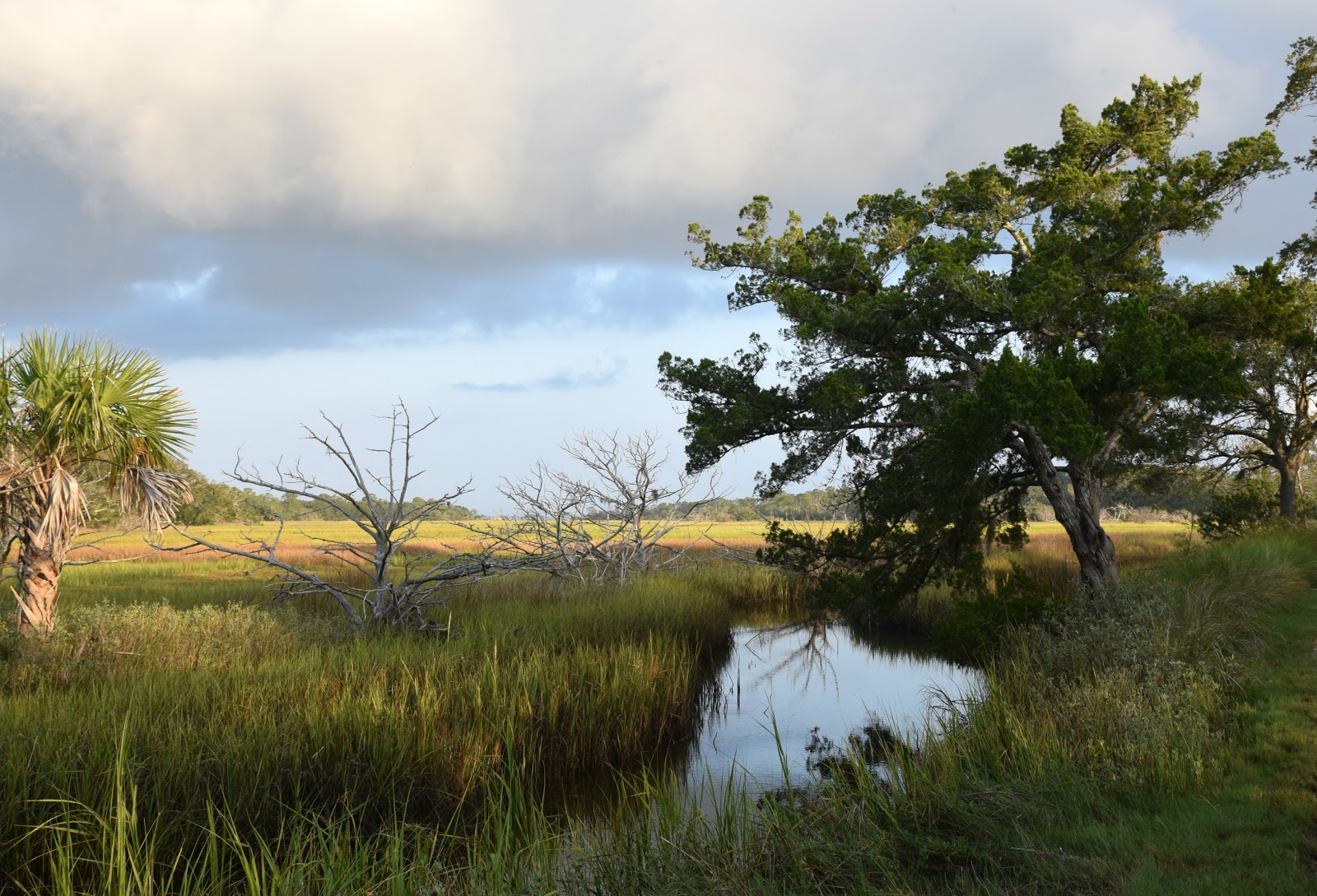 Using Georgia Native Plants: Georgia’s Coastal Islands: Jekyll Island