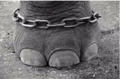 Vive Guate: El Elefante sumiso…