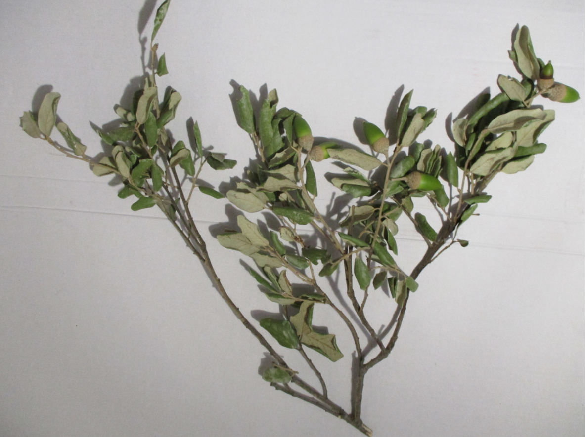 Ciclo da Azinheira III - Montalvam