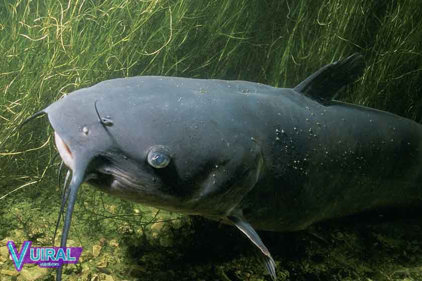 Pengertian, Ciri Ciri Dan Contoh Hewan Omnivora - Vuiral