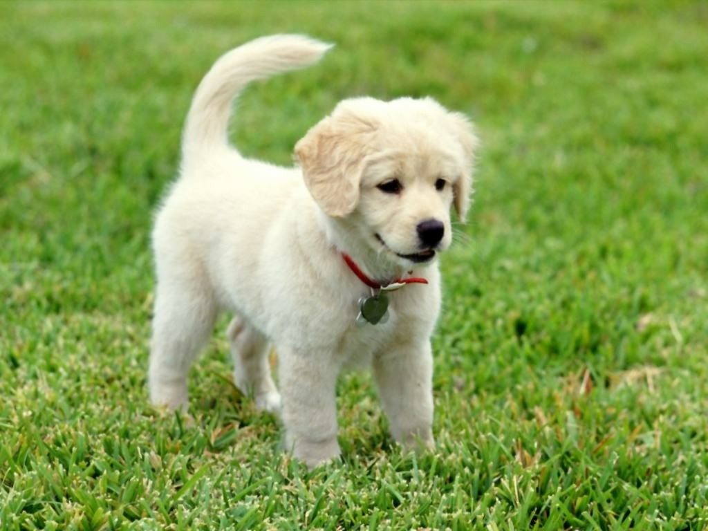 animales contentos: El perro domestico