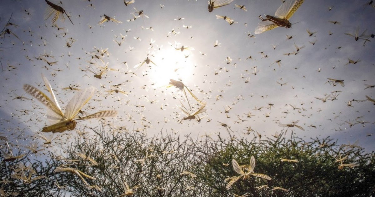 PA Environment Digest Blog: Penn State App Aids UN Efforts To Respond ...