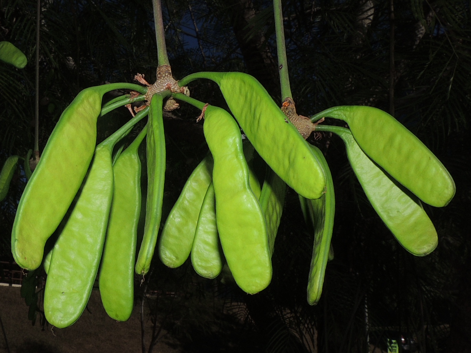 Fabaceae - Leguminosae no Brasil: Fabaceae - Parkia platycephala Benth ...
