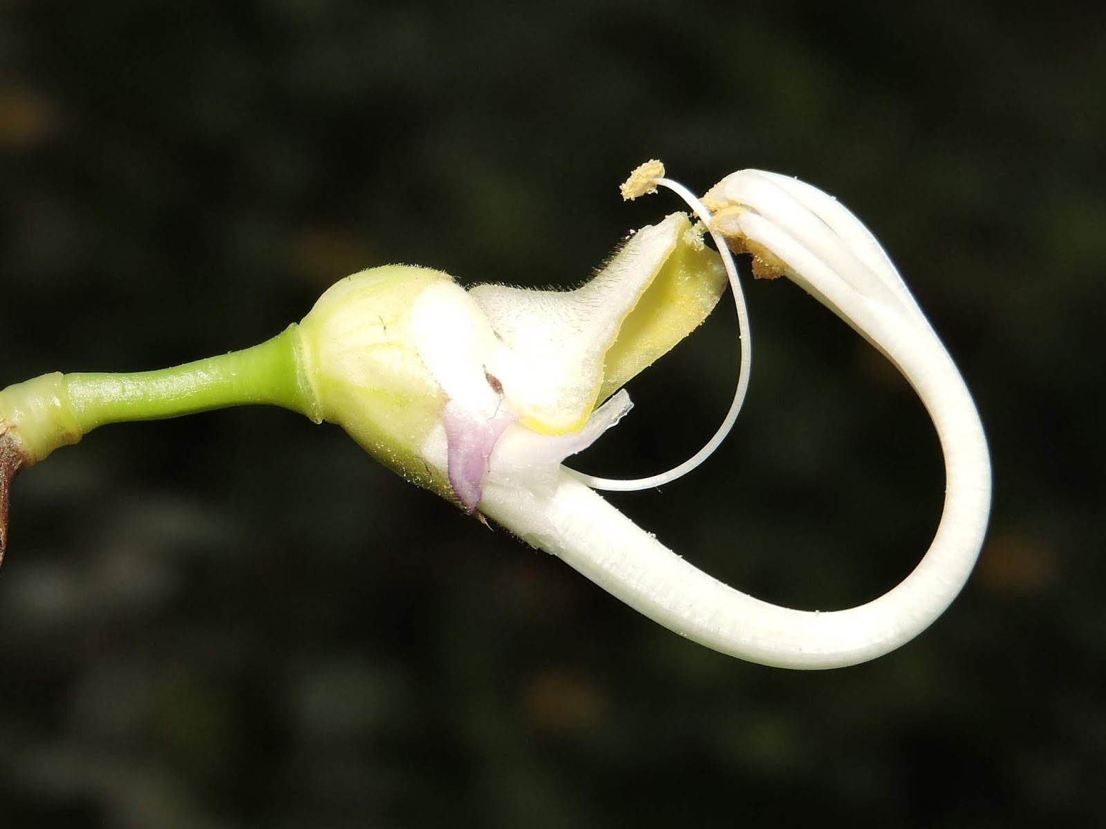Fabaceae - Leguminosae no Brasil: Papilionoideae