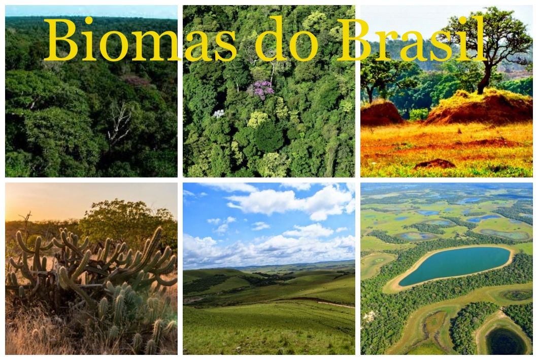 Professora Regina Bolico : Biomas brasileiros