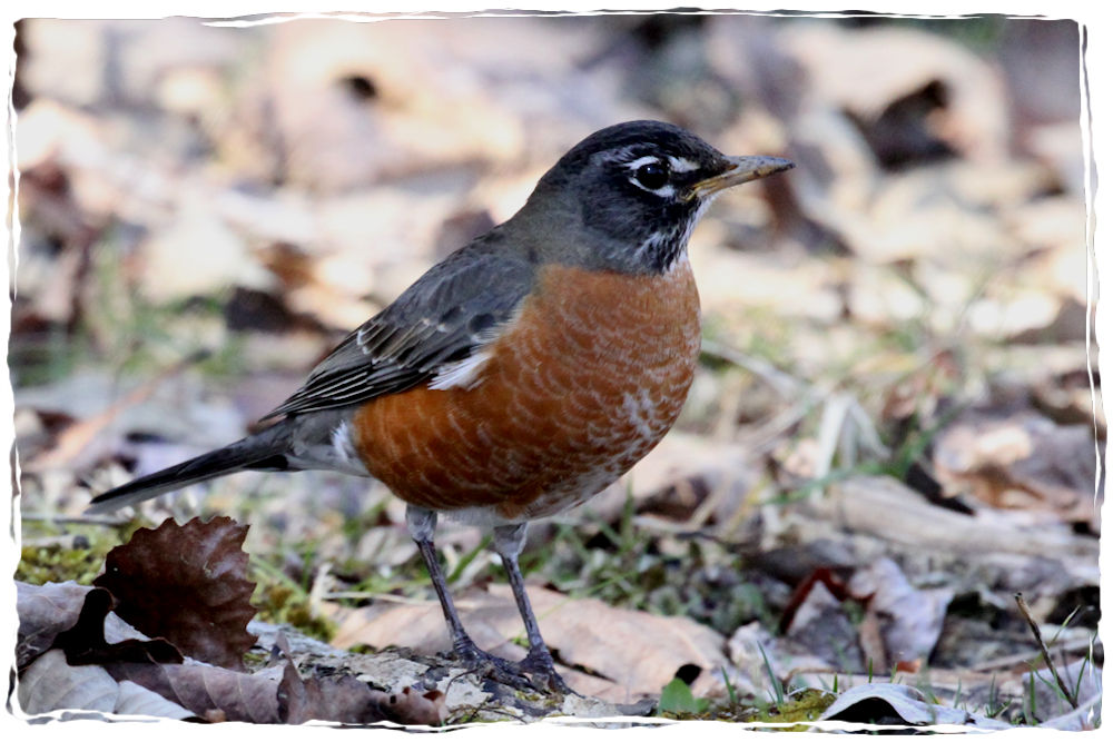 An English Girl Rambles from 2016 to ....: AMERICAN ROBIN AT MEADOWLARK ...