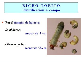Agronomía en La Pampa.: Manejo Integrado de Bicho Torito