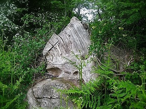 Deborah Harvey : The Red Dress of Poetry ...: Remembering Robin Tanner ...