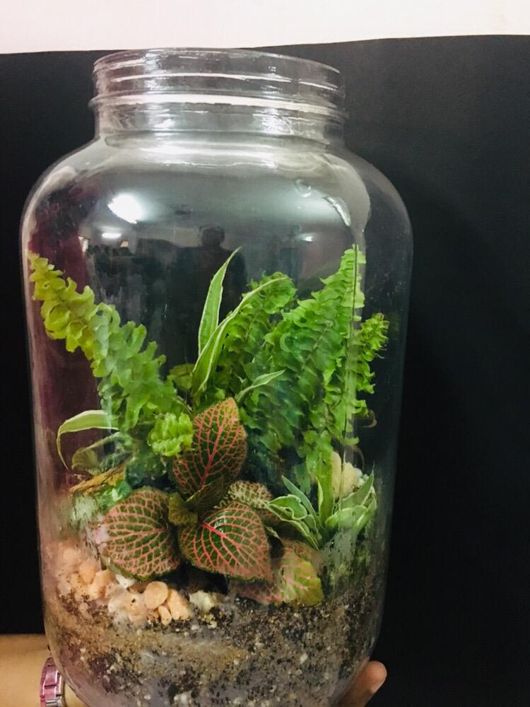 Pebbles Terrarium Blog: Terrarium Refresher Class at Trivandrum