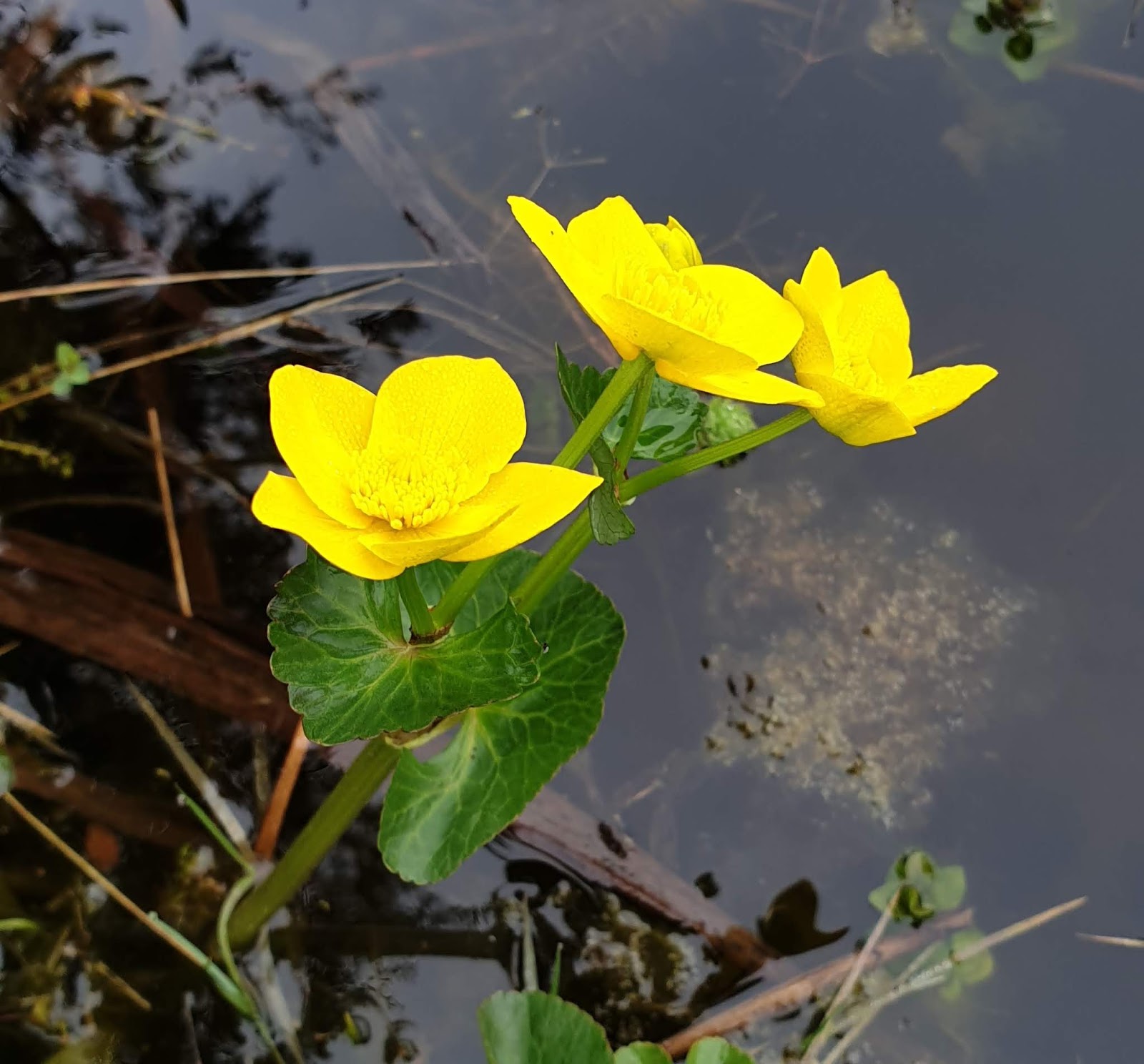 Freshwinds Garden: Kingcups and Fairy Hammocks