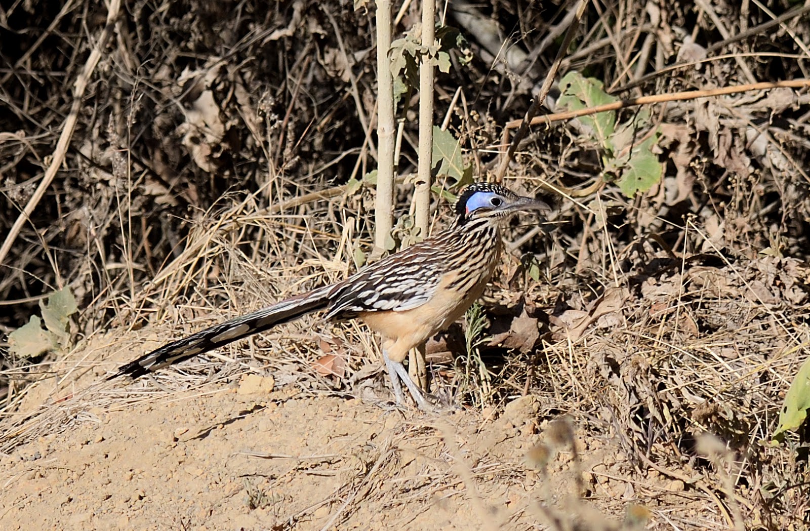 ZOOTHERA BIRDING BLOG: West Mexico: Volcan de Fuego