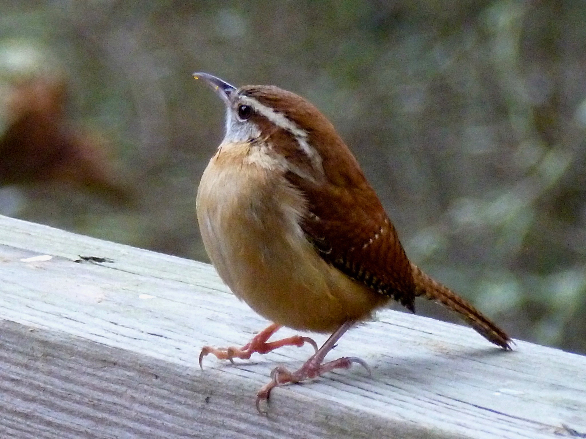 How to be a bird nest buttinski | The Dirt Diaries