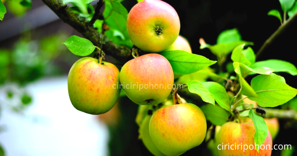 Cara Menanam Pohon Apel Dalam Pot - Ciriciripohon.com