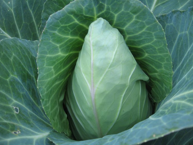 Kilimo cha Kabichi - Sehemu ya kwanza (Growing Cabbage - Part one)