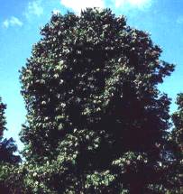 arboreo.net: Andiroba - Carapa guianensis