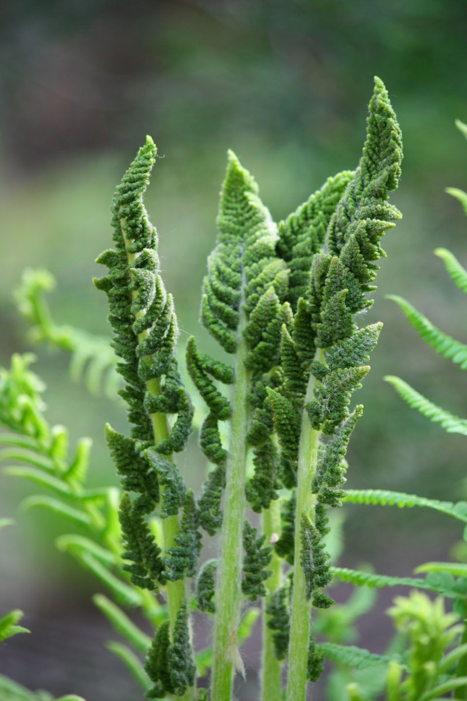 66 Square Feet (Plus): NYC Wildflower Week May 6 - 15