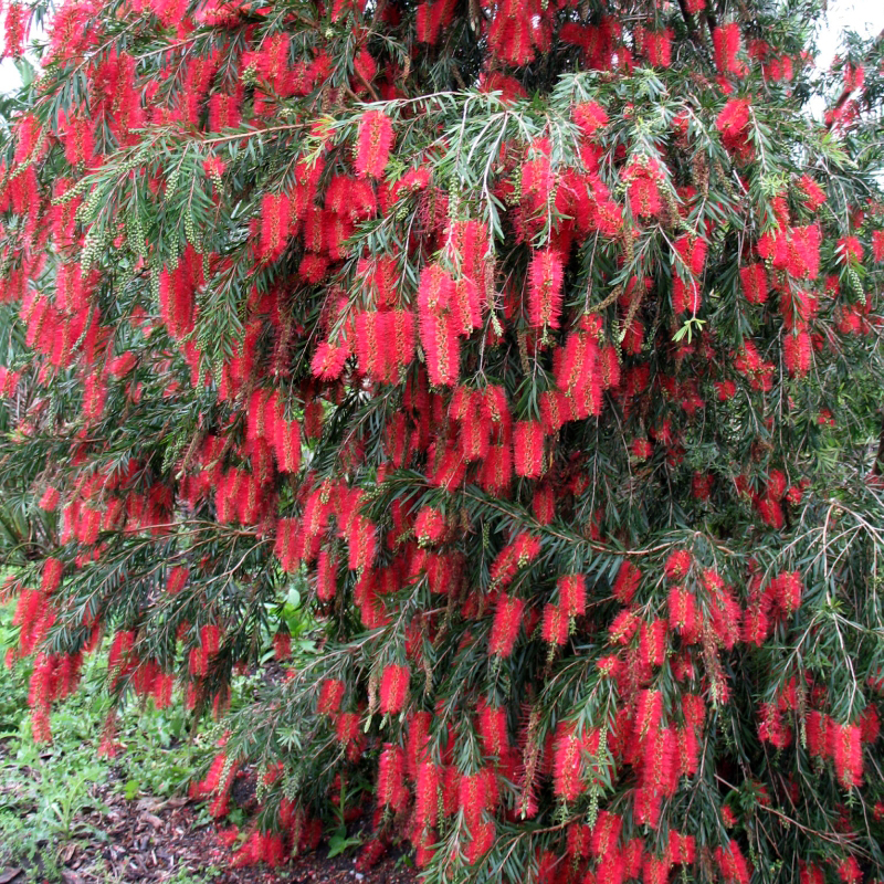 PlantWerkz: Weeping Bottlebrush – Callistemon Viminalis