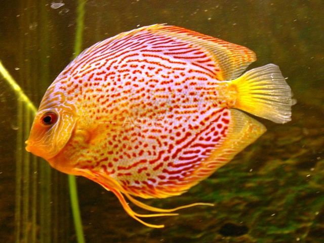 Gambar Ikan Discus Jantan dan Betina dalam Aquarium yang Cantik dan ...