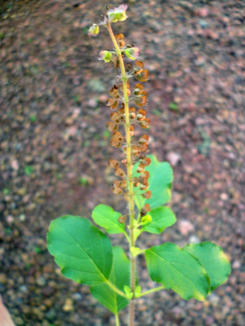 Thulasi Plant - Talaa - An Alternation of Betel | SL Flora