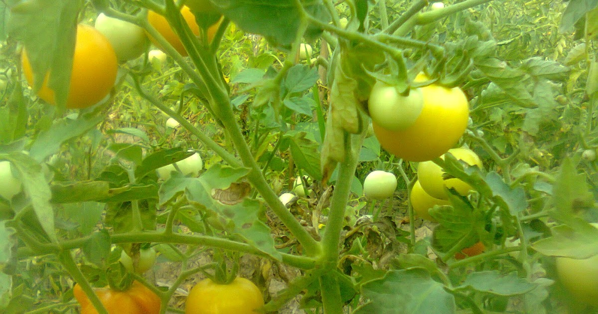 Jenis Pupuk yang Baik Untuk Akar, Batang, Daun, dan Bunga TOMAT - Rumah ...