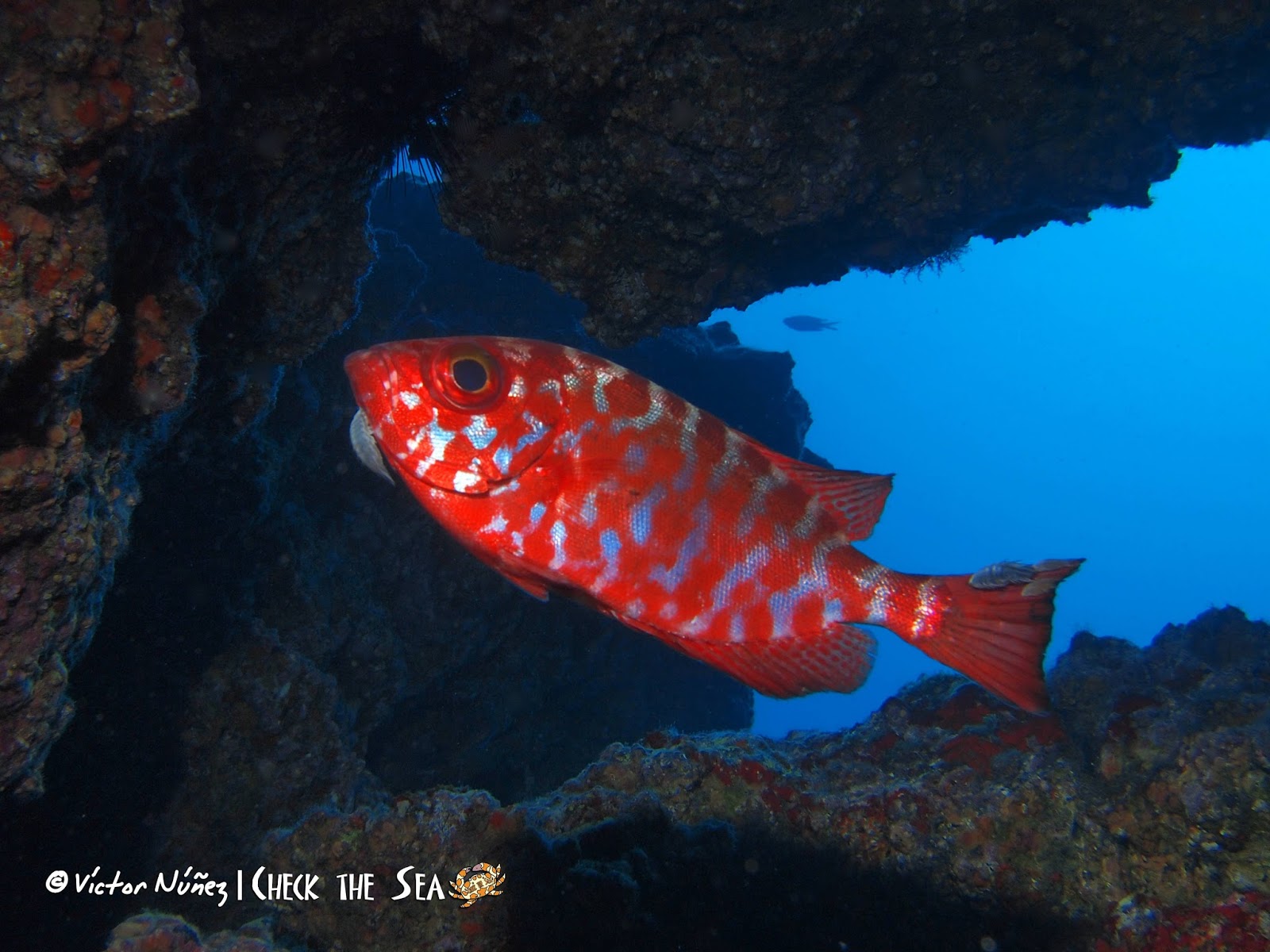 Check the Sea. Web de buceo y fotografía submarina de las Islas ...
