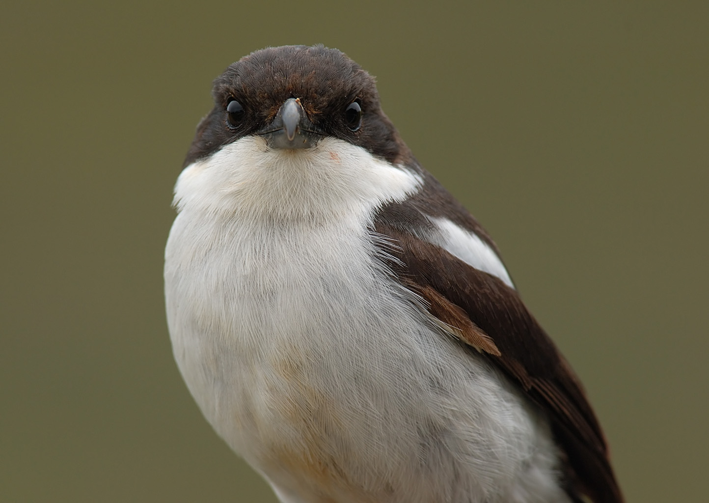 Burung Cendet - Long-Tailed Shrike (Lanius schach) - Ryan Maigan Birds