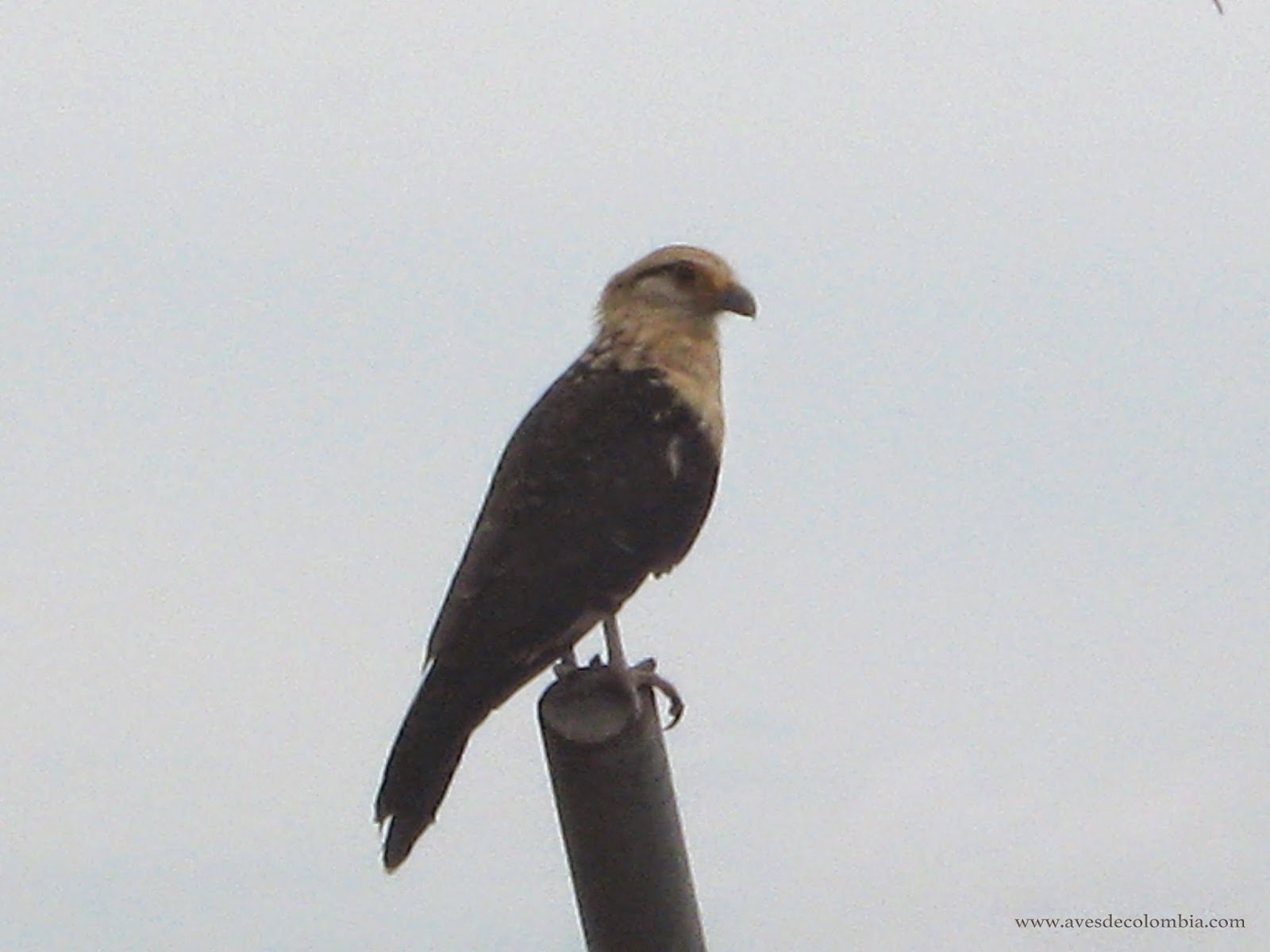 Aves de Colombia: PIGUA