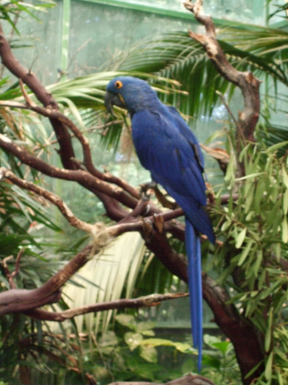Flying Animal: Hyacinth Macaw