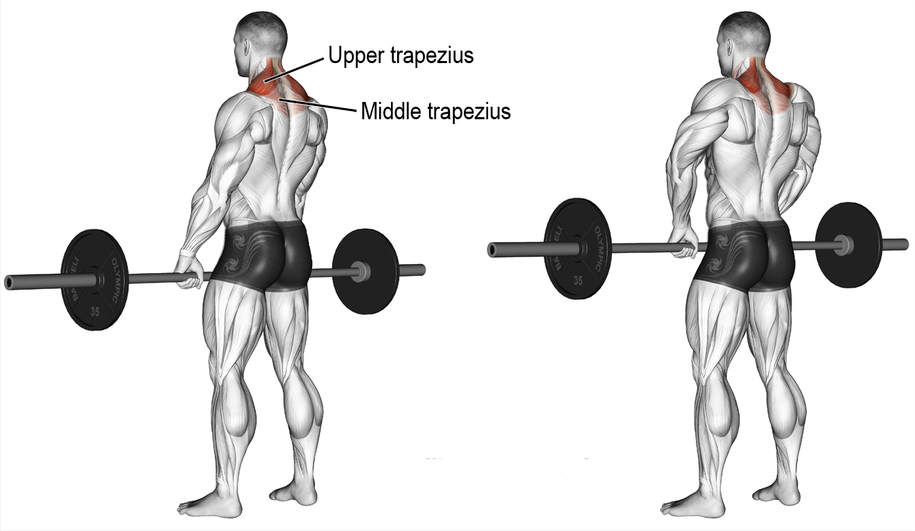 16 Best Trapezius Workouts