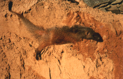 Alcoutim Livre: Os saca-rabos