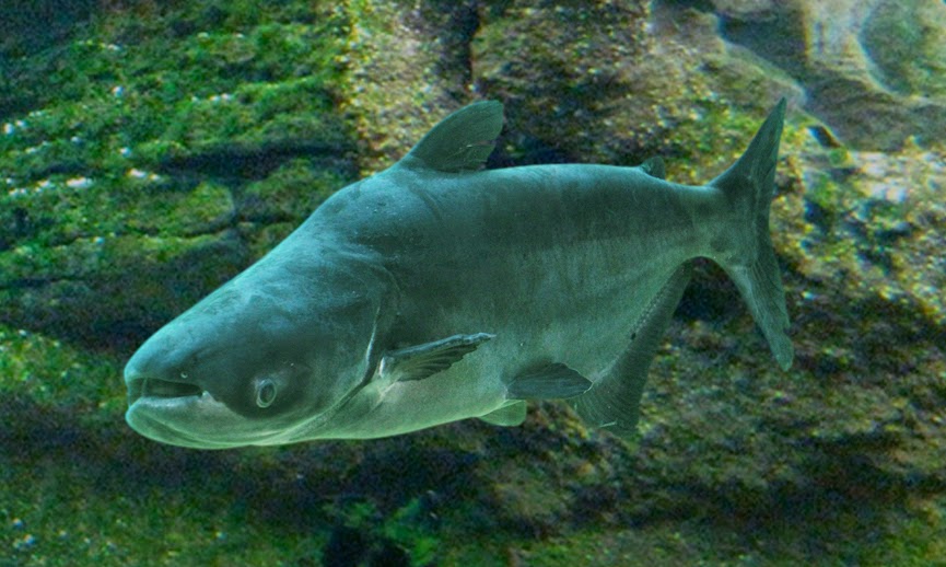 The Mekong Catfish | Strange-Animal
