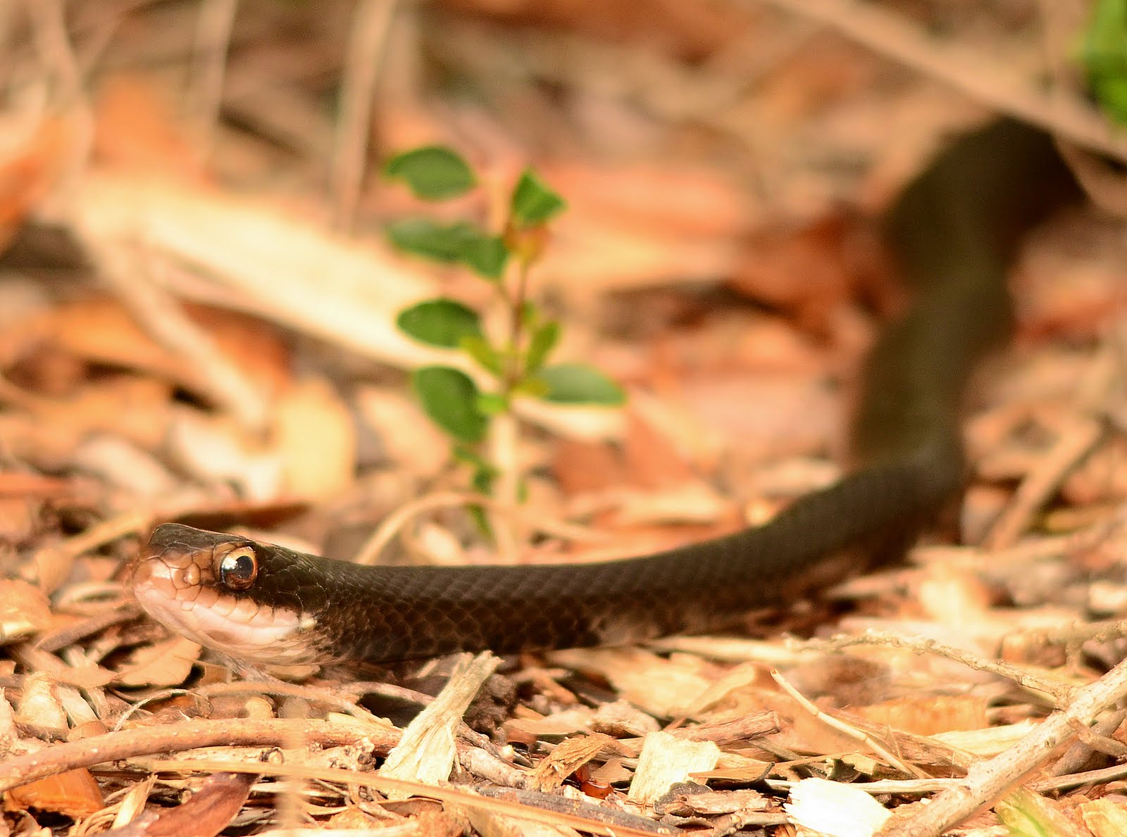 Dina's City Wildlife Adventures: Pretty flowers and a cute little snake