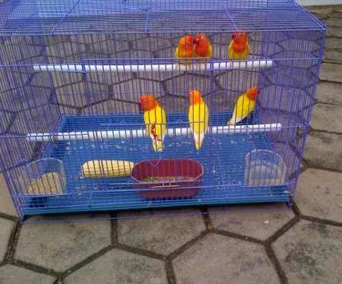 BnR Bird Farm: profil indukan burung lovebird