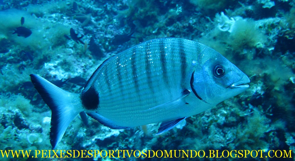 PEIXES DESPORTIVOS DO MUNDO: O SARGO - Diplodus sargus (Linnaeus, 1758)