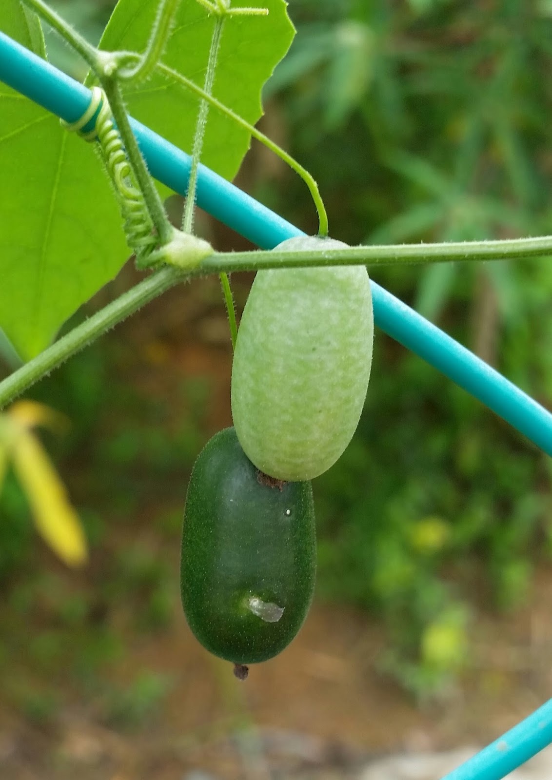 Timun Hutan - Perumperindo.co.id