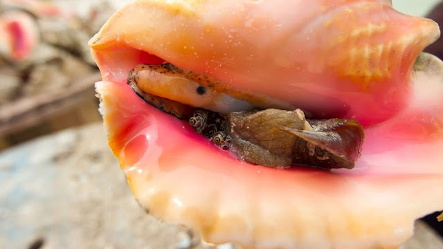 Conch Island — A Huge Cemetery of Millions of Conch Shells