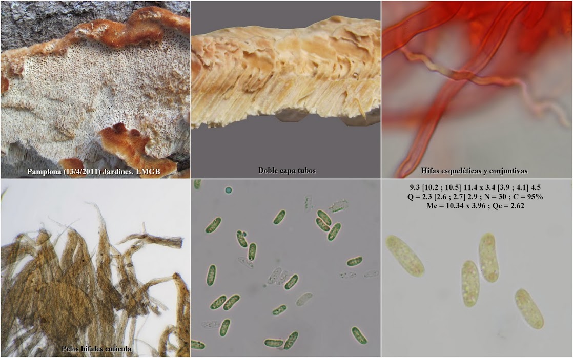 Microscopía de hongos. Vol 5. S - Z: Trametes trogii