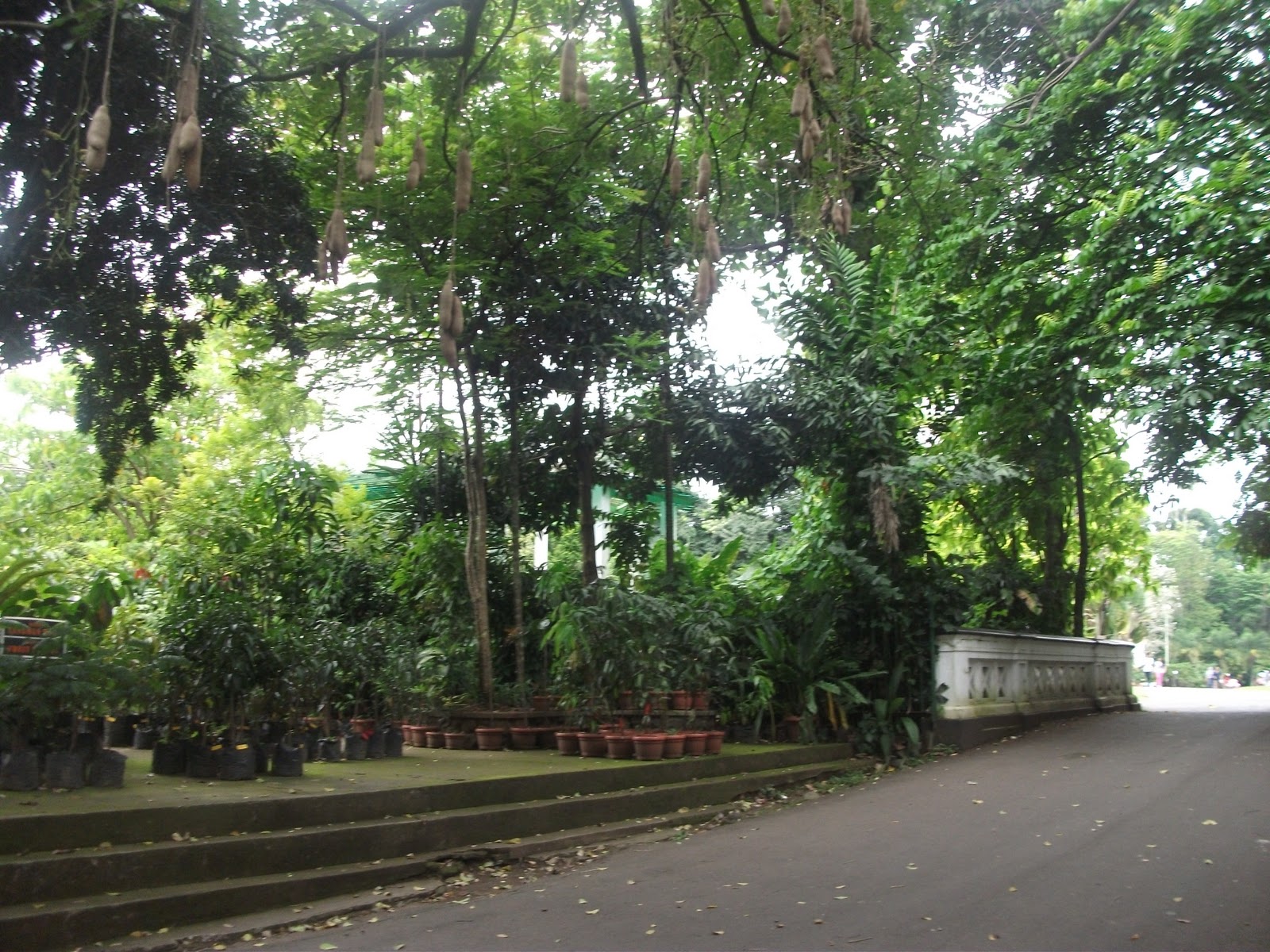 Almusyafir: Kebun Raya Bogor