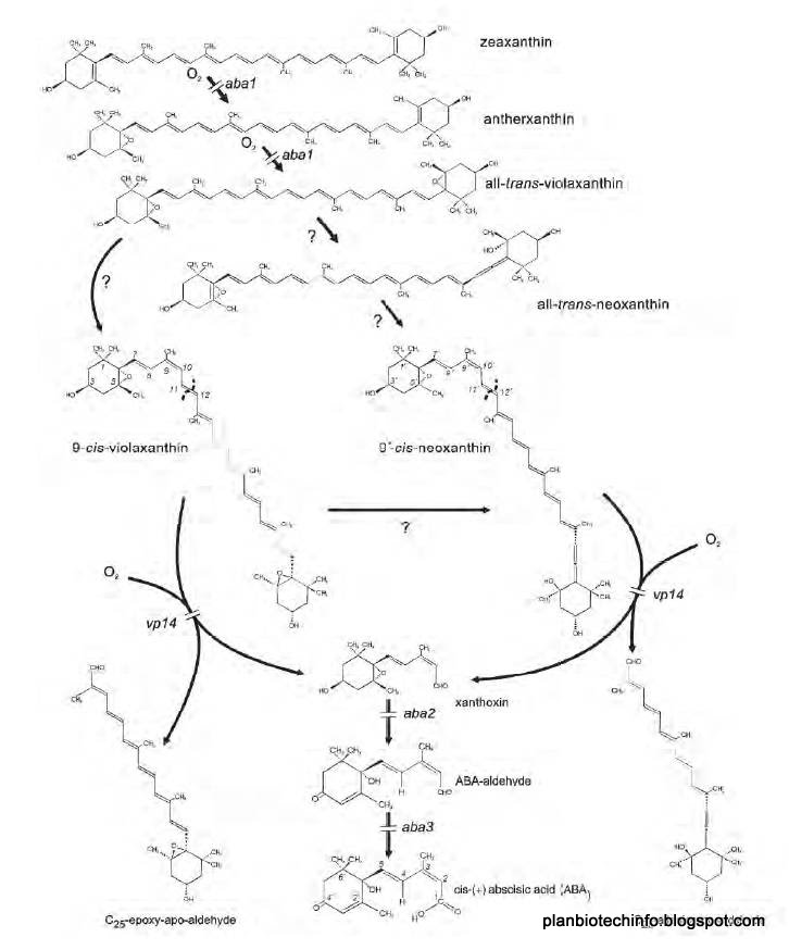 Plant Biotech: Abscisic Acid (ABA)