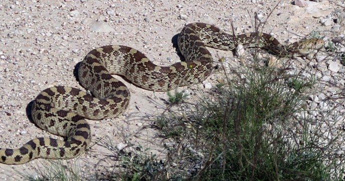 Old Fat Man Adventures: A Great Meander