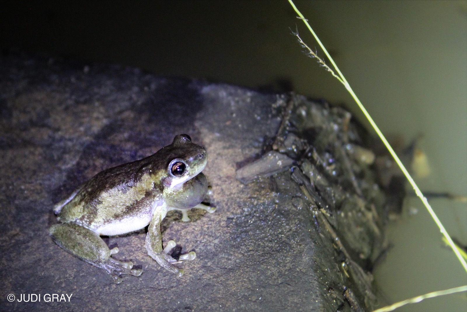 It has finally rained! Frogs are out