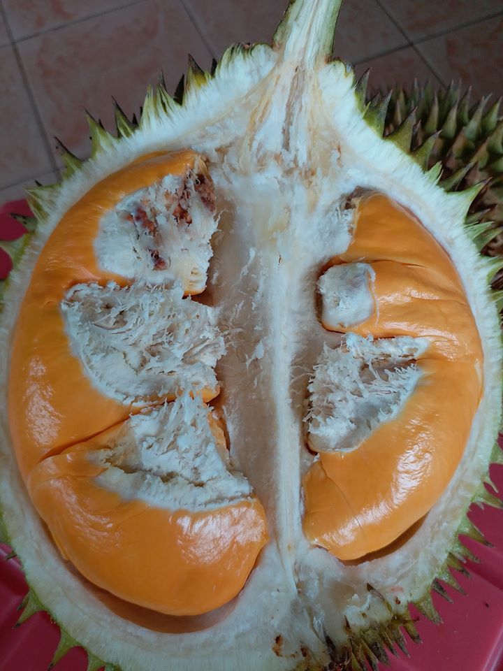 Berita TV Malaysia: Kawan cakap Durian bunga merah